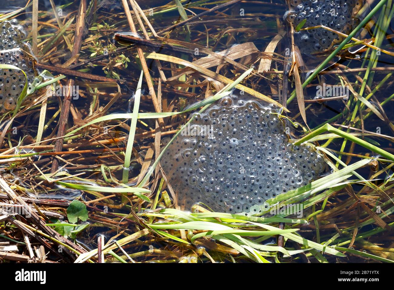 Common frog spawn (Rana temporaria) in a shallow pond to the west ...