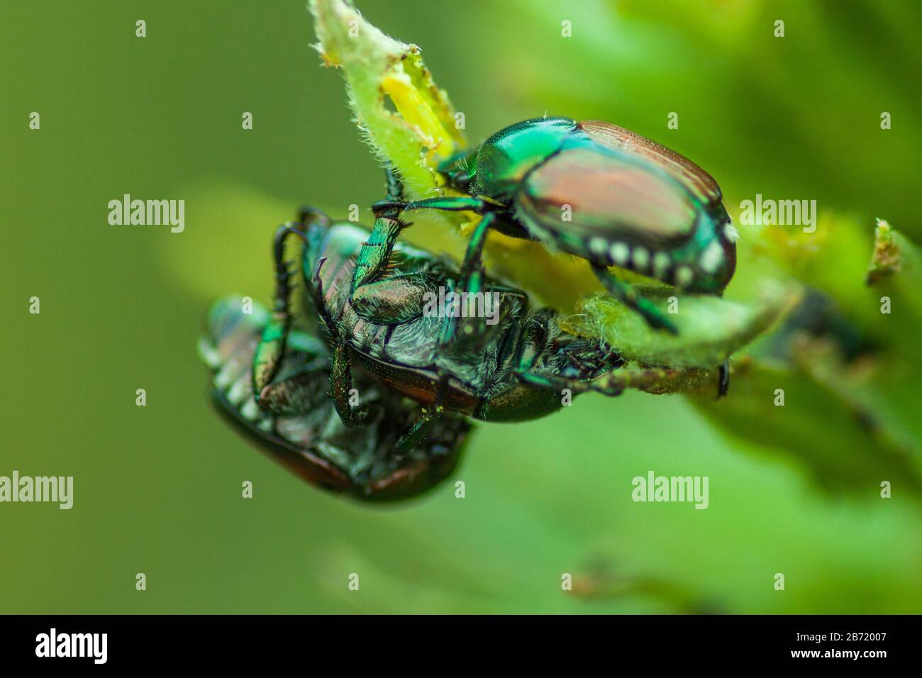 Japanese beetles hi-res stock photography and images - Alamy
