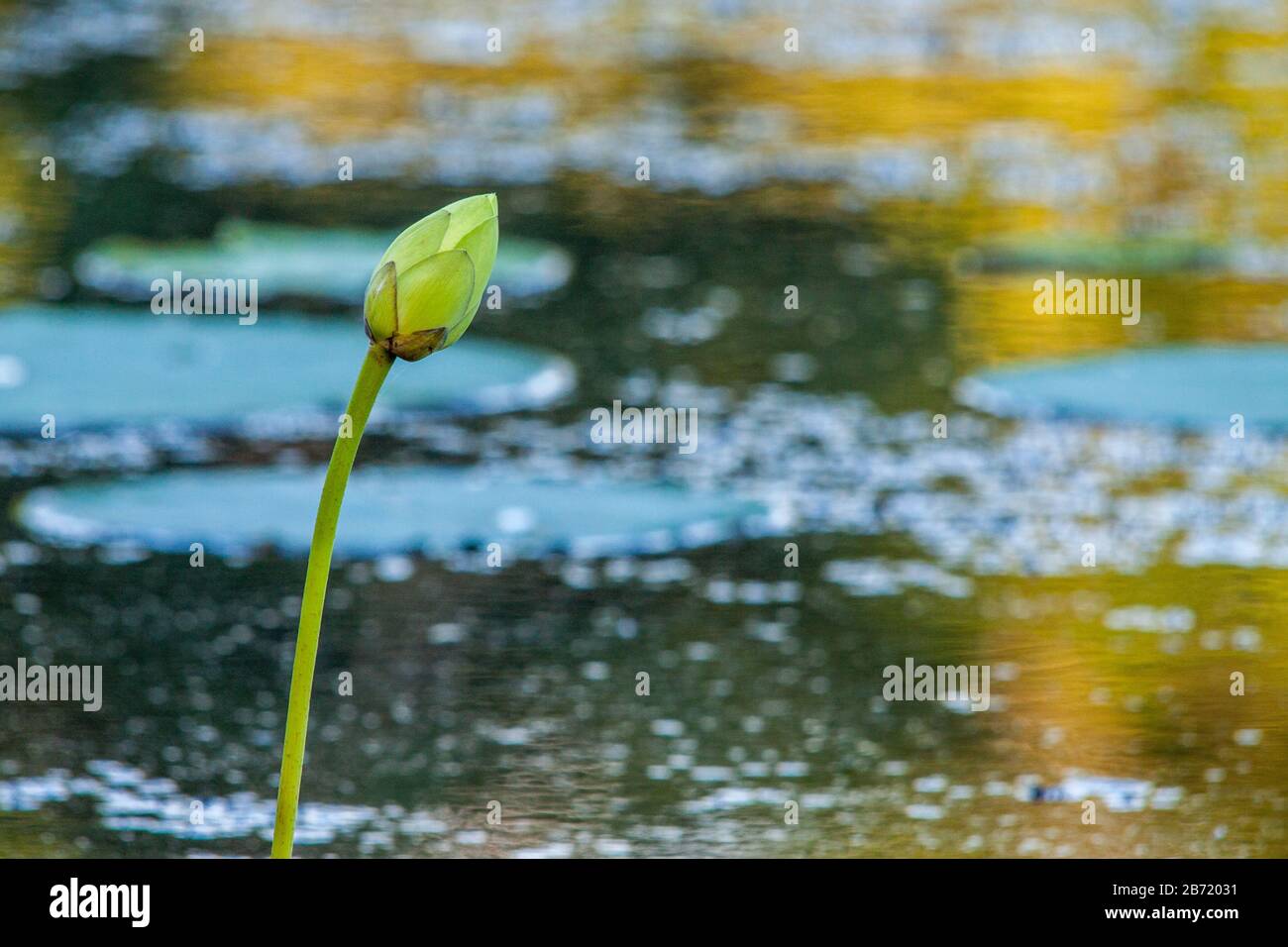 Water Lily bud Stock Photo - Alamy