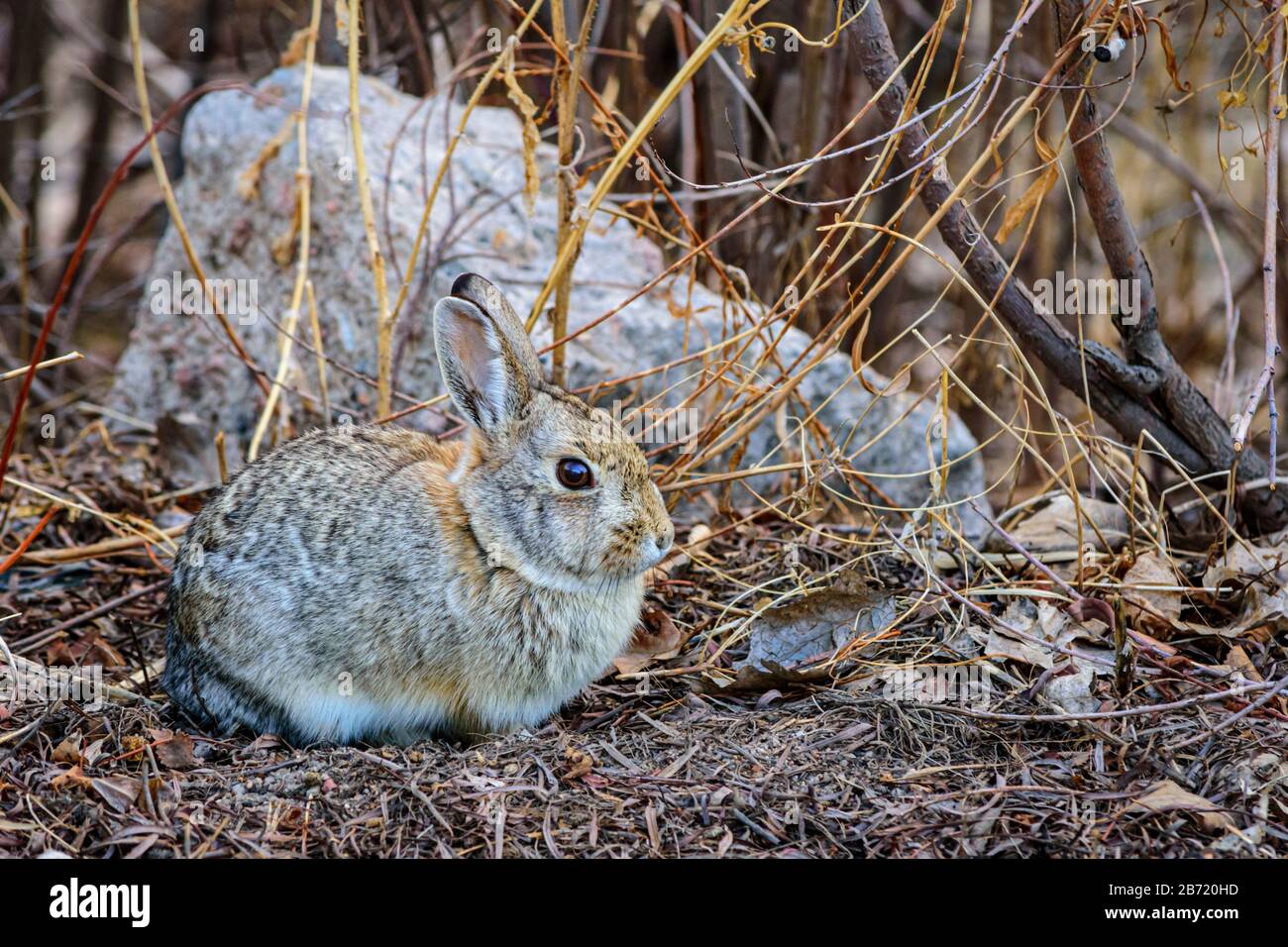 Animals in colorado foothills hi-res stock photography and images - Alamy