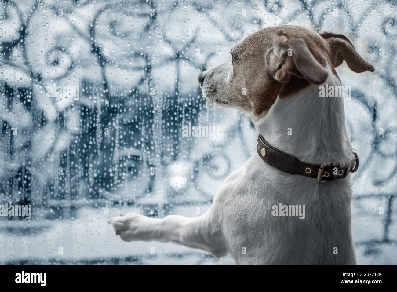 Sad rainy day dog hi-res stock photography and images - Alamy