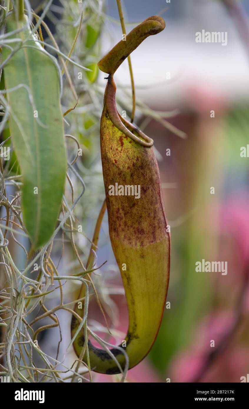 Insect catcher carniverous plant, photographed in greenhouse at the ...