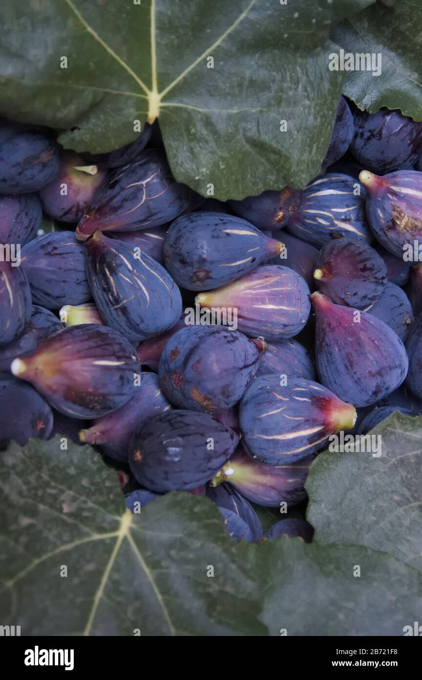 Image of some mature dark figs with some fig leaves around them Stock ...