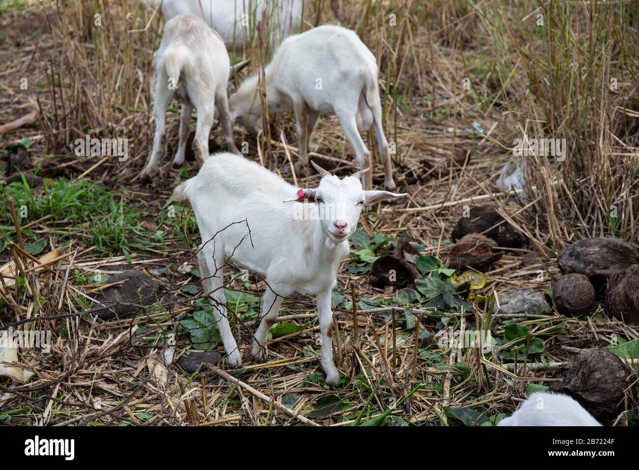 Rarotonga in the cook Islands in the Pacific Stock Photo - Alamy