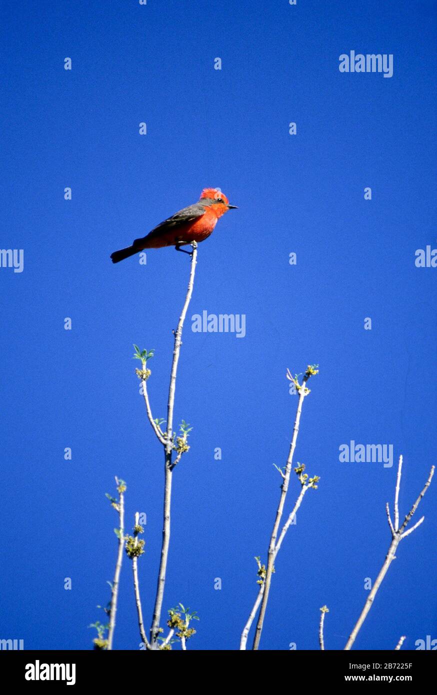 Big Bend National Park, Texas: Vermillion flycatcher at Cottonwood ...