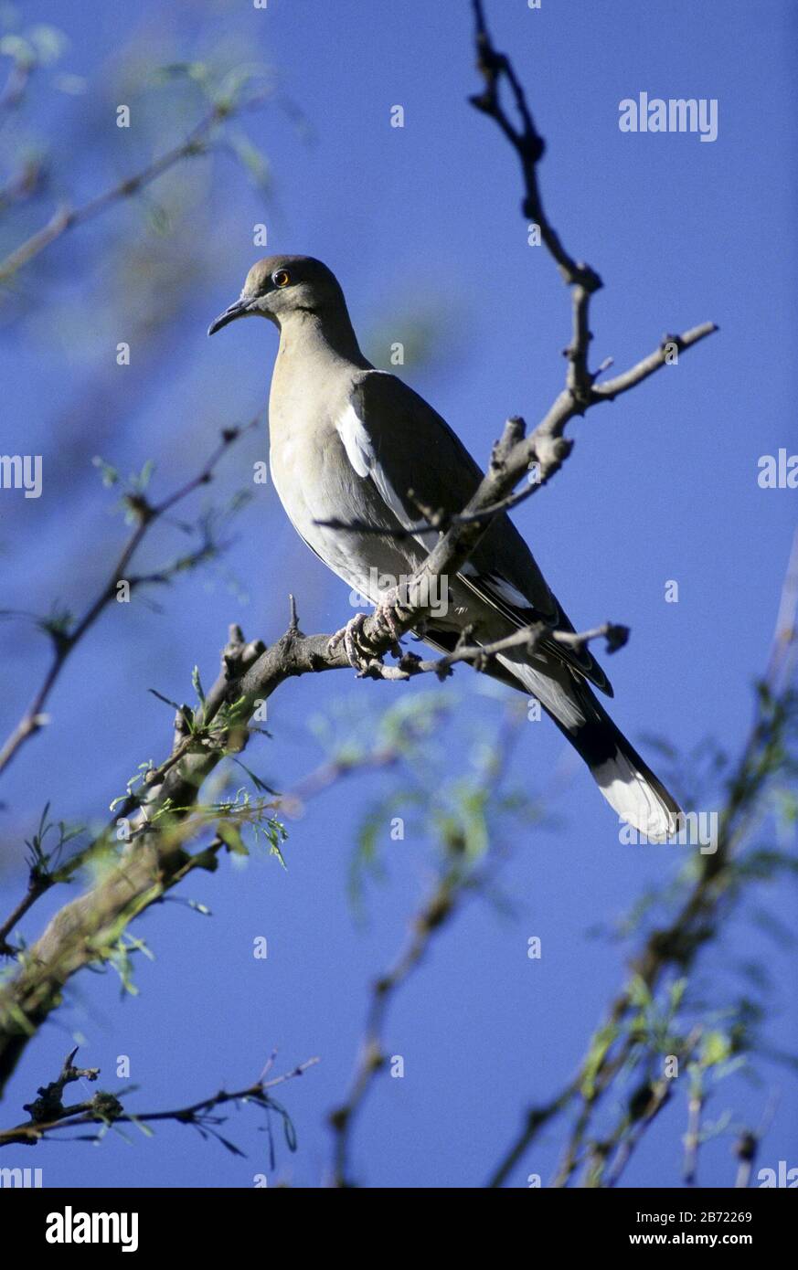 Big Bend National Park, Texas: White-winged dove. ©Bob Daemmrich Stock ...