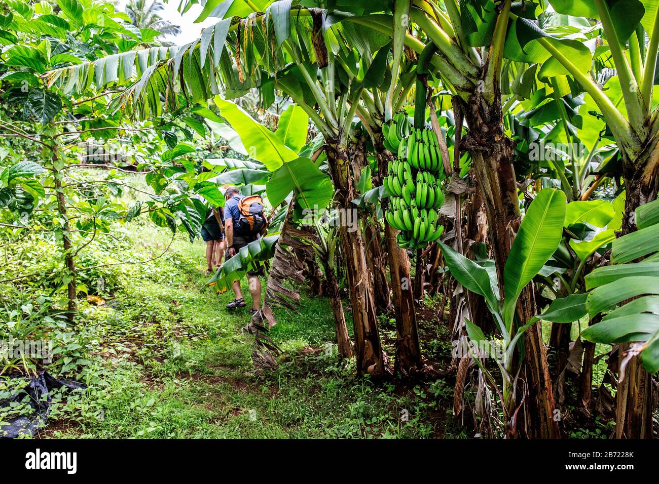 Rarotonga in the cook Islands in the Pacific Stock Photo - Alamy