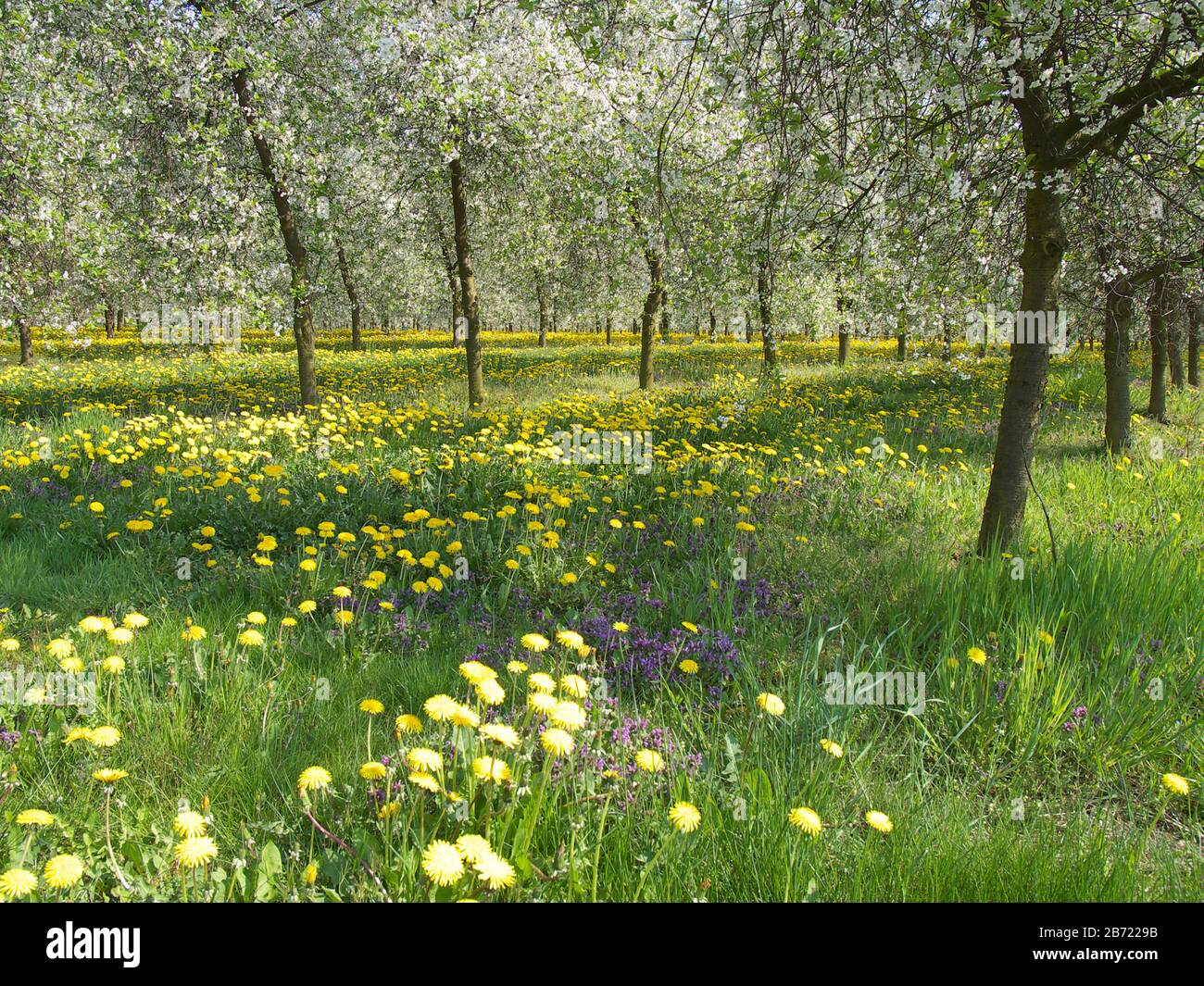 Spring Flowers Garden Denmark High Resolution Stock Photography and ...