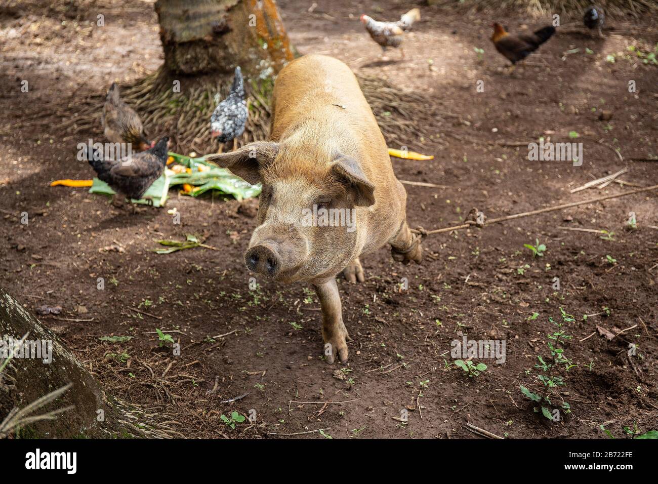 Cook Islands Birds High Resolution Stock Photography and Images - Alamy