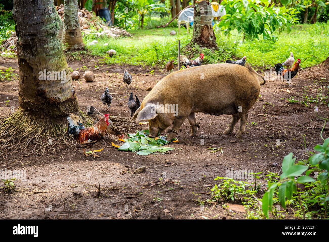 Cook Islands Birds High Resolution Stock Photography and Images - Alamy