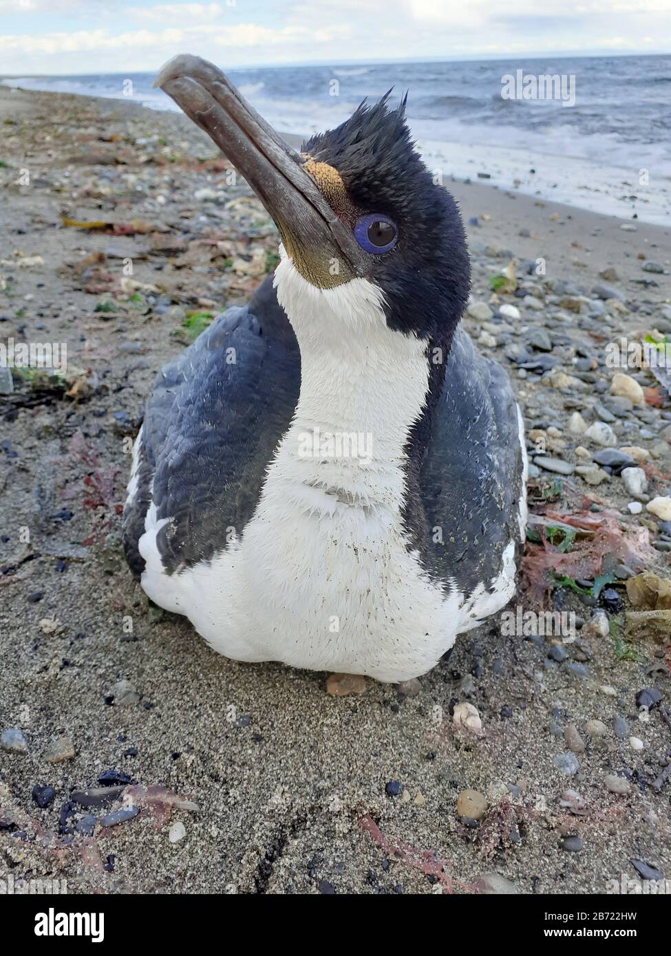 An Imperial Cormorant or Imperial Shag, Phalacrocorax atriceps, on the ...