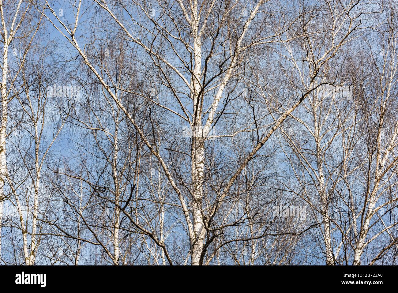 Birch trees branches on the sky background Stock Photo - Alamy