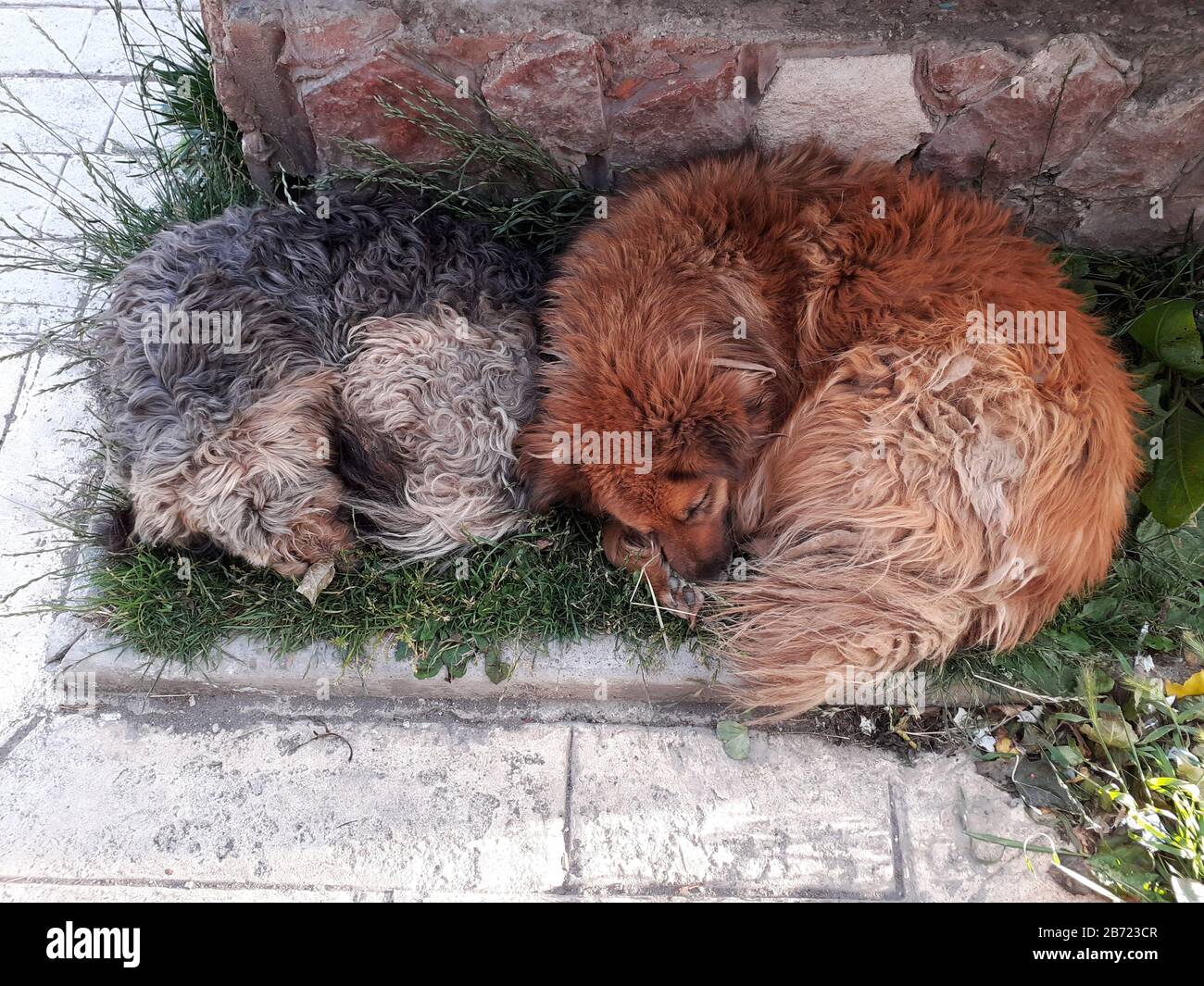 Two street dogs snoozing on the streets of Puerto Natales, Chile Stock ...