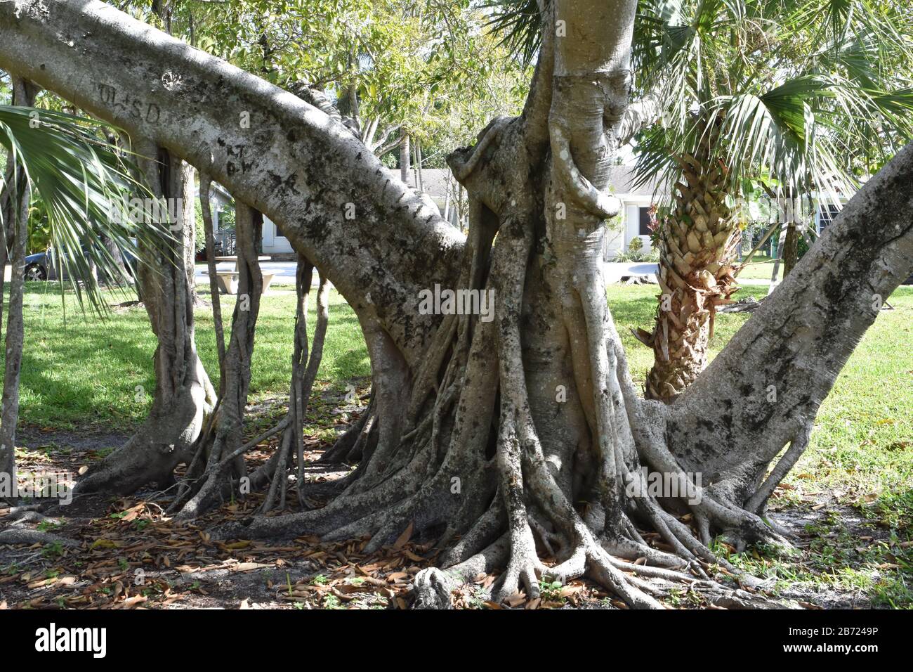 Tree with aerial roots hi-res stock photography and images - Alamy