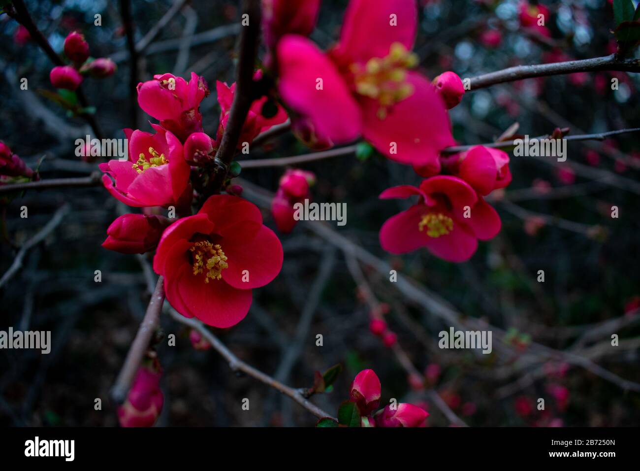 A Close Up of Budding Red Flowers on a Small Tree Stock Photo - Alamy