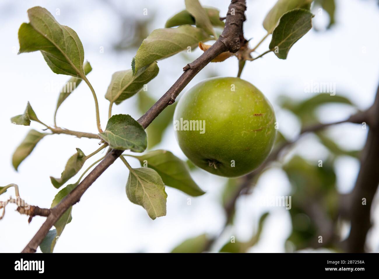 Green apples on apple tree branch in a garden Stock Photo - Alamy