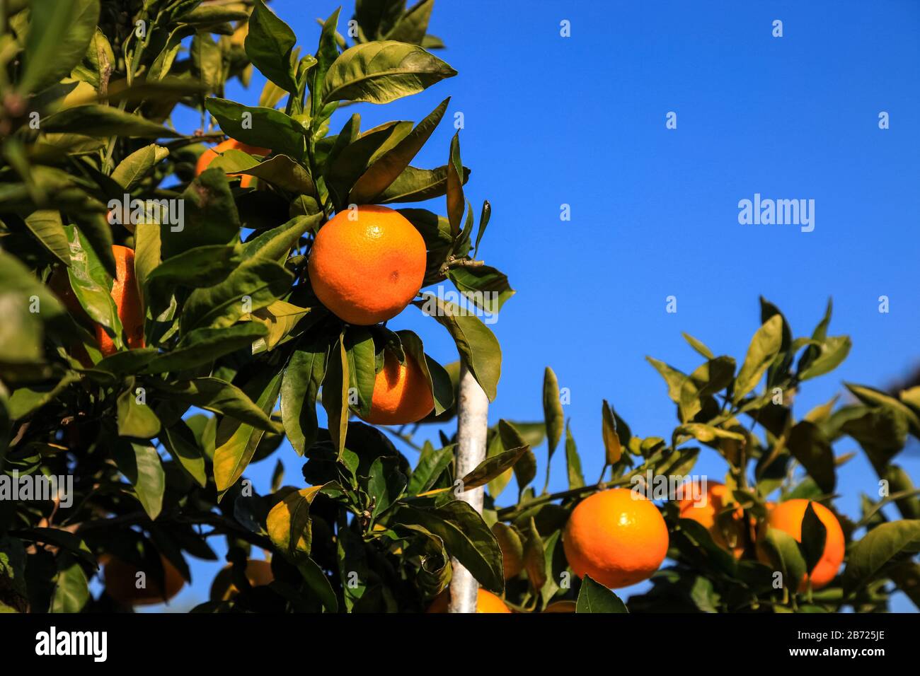 Branch orange tree fruits green leaves in Japan Stock Photo - Alamy