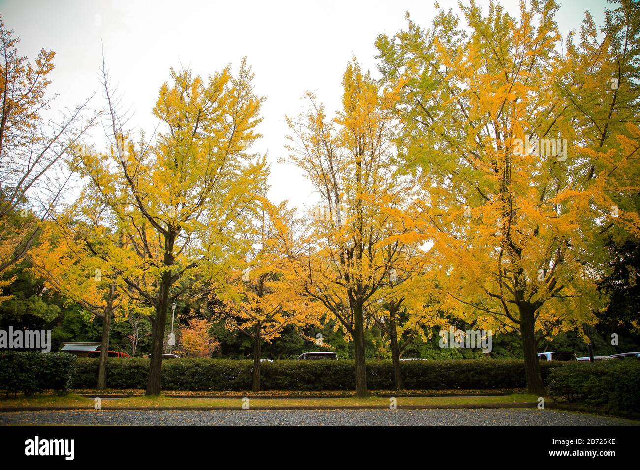 The colorful yellow ginko leaves branch tree., Golden leaves of gingko ...