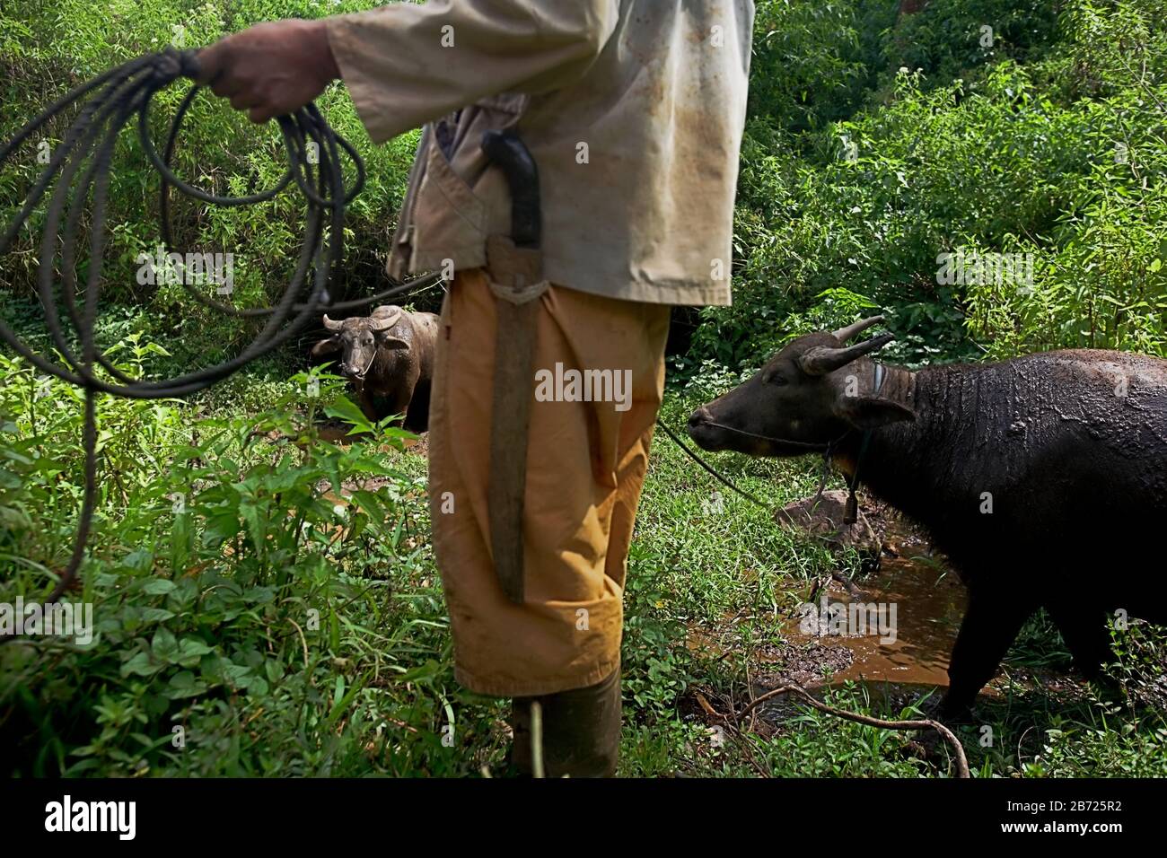A shepherd preparing a rope to tie water buffaloes after letting the ...