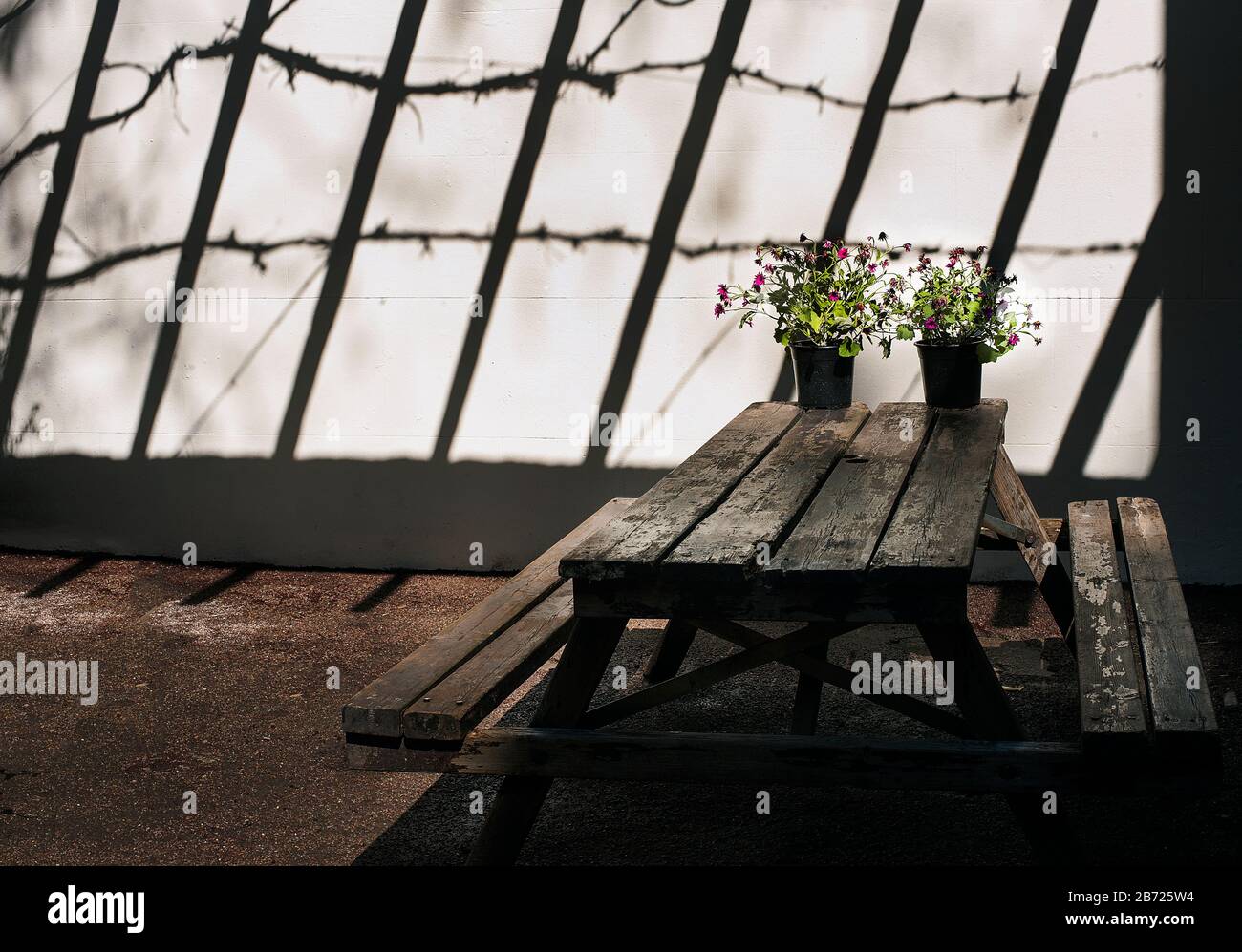 Potted plants and shadows hi-res stock photography and images - Alamy