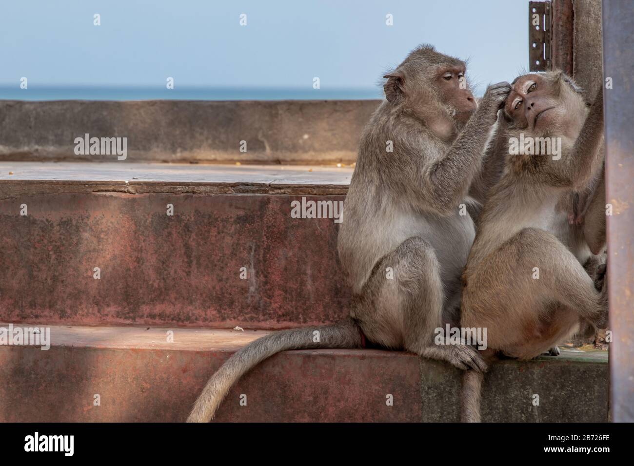 A monkey cleaning Another monkey on an railing in the abandoned ...