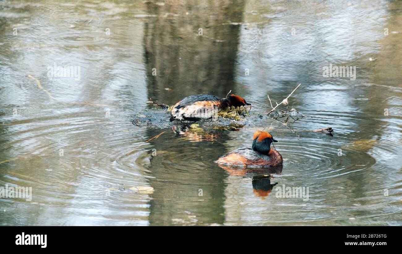 Two Slavonian grebe (Podiceps auritus) build a floating nest in the ...