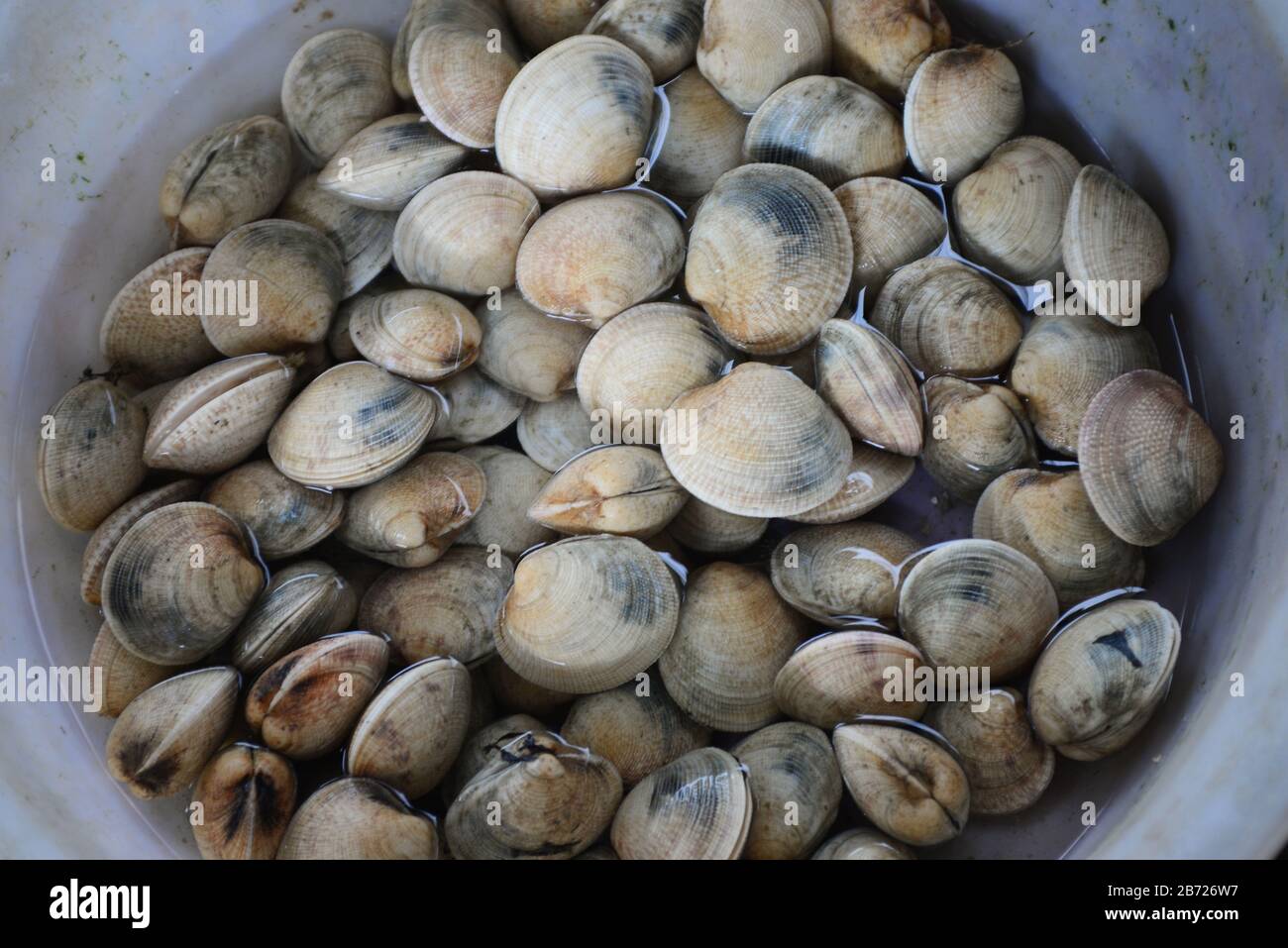Venus shell hi-res stock photography and images - Alamy