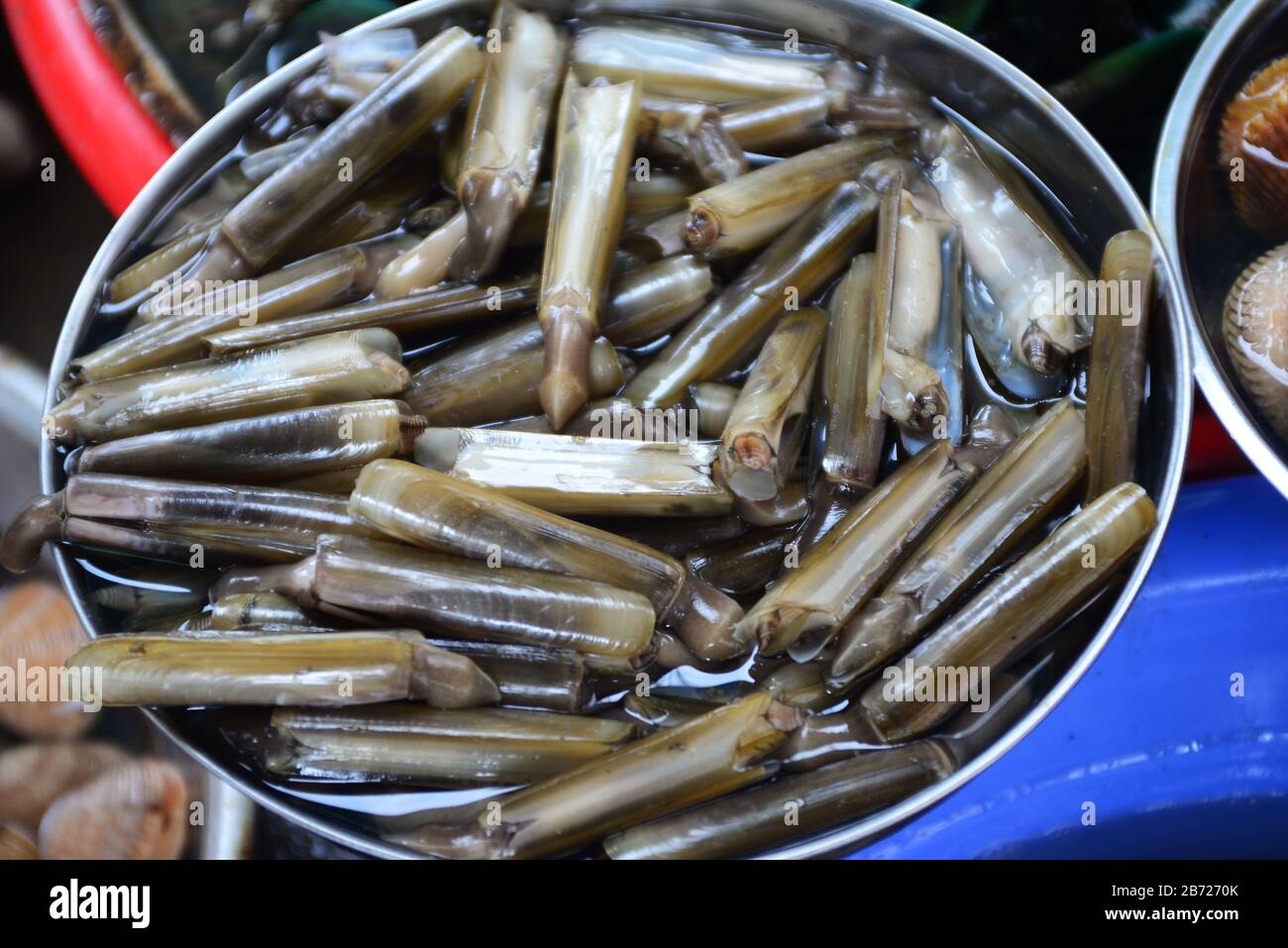 Atlantic jackknife clam animal hi-res stock photography and images - Alamy