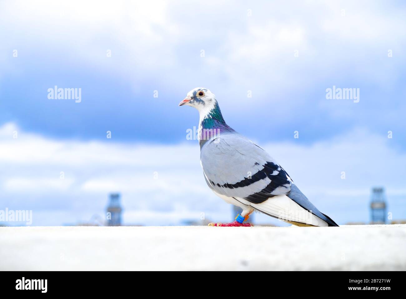 Adorable homing pidgeon delivering a message Stock Photo - Alamy