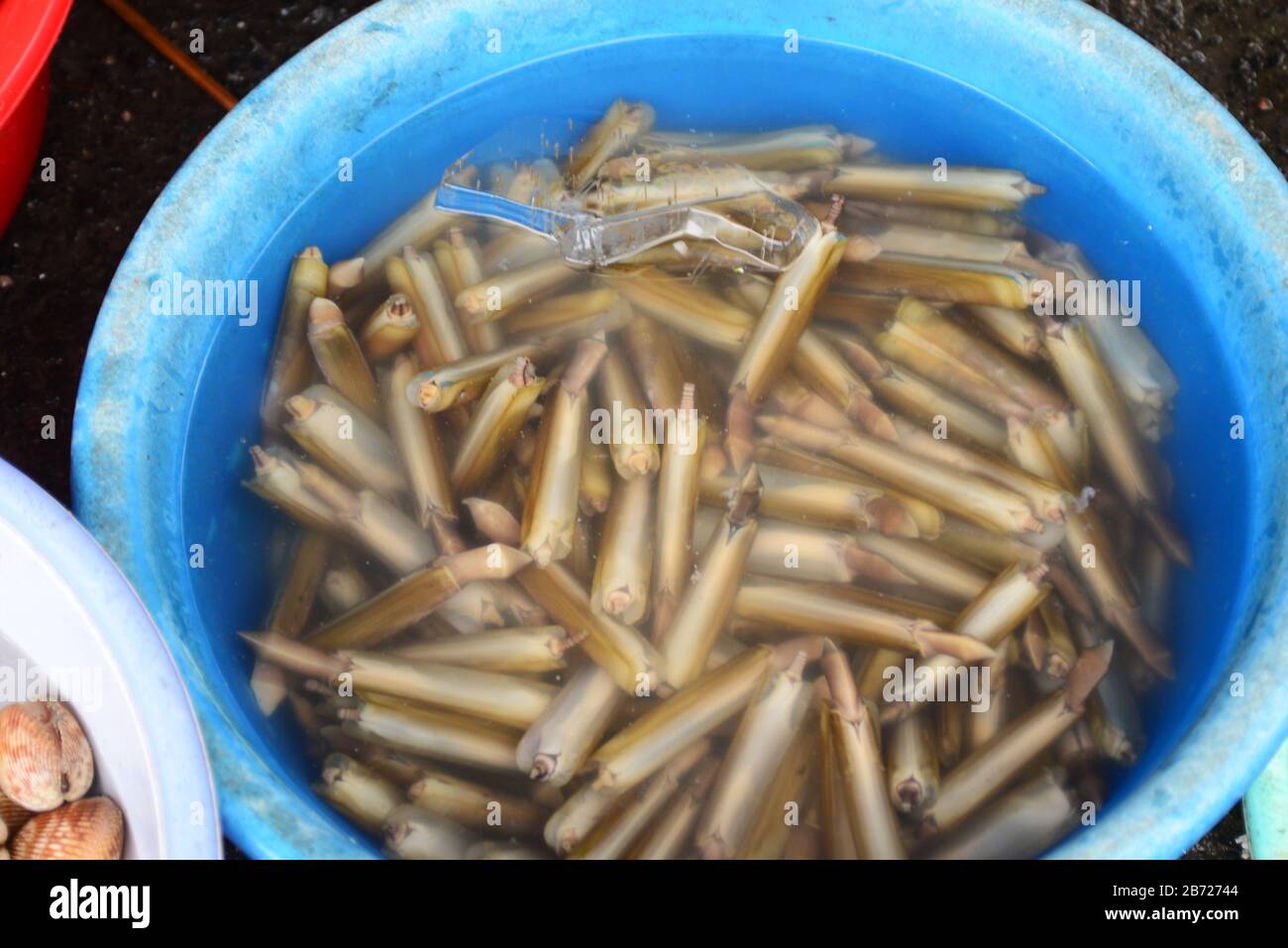 Razor clam Sell in fresh seafood market, note subject is blurry Stock ...