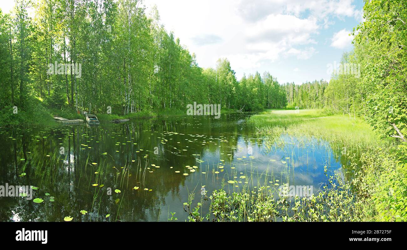 Taiga floodplain forest consists of birch hi-res stock photography and ...