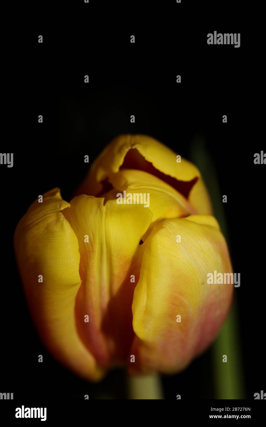 Tulip flower macro background high quality tulipa aximensis family ...