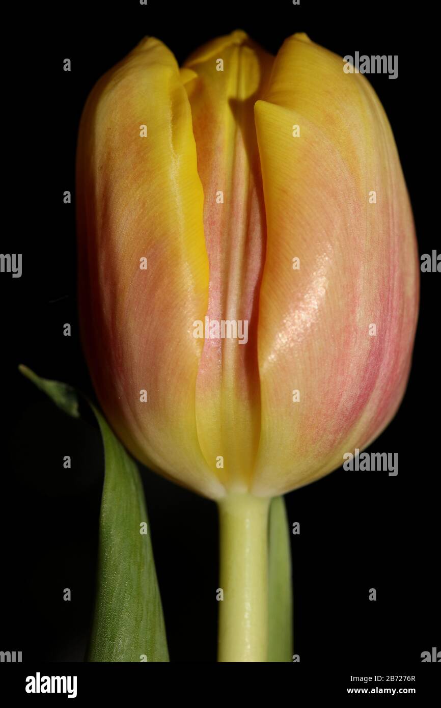 Tulip flower macro background high quality tulipa aximensis family ...