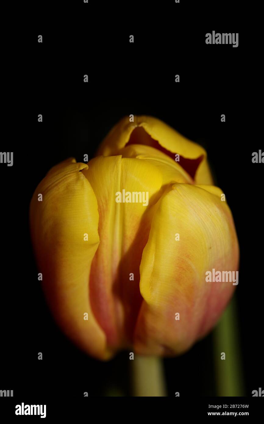 Tulip flower macro background high quality tulipa aximensis family ...