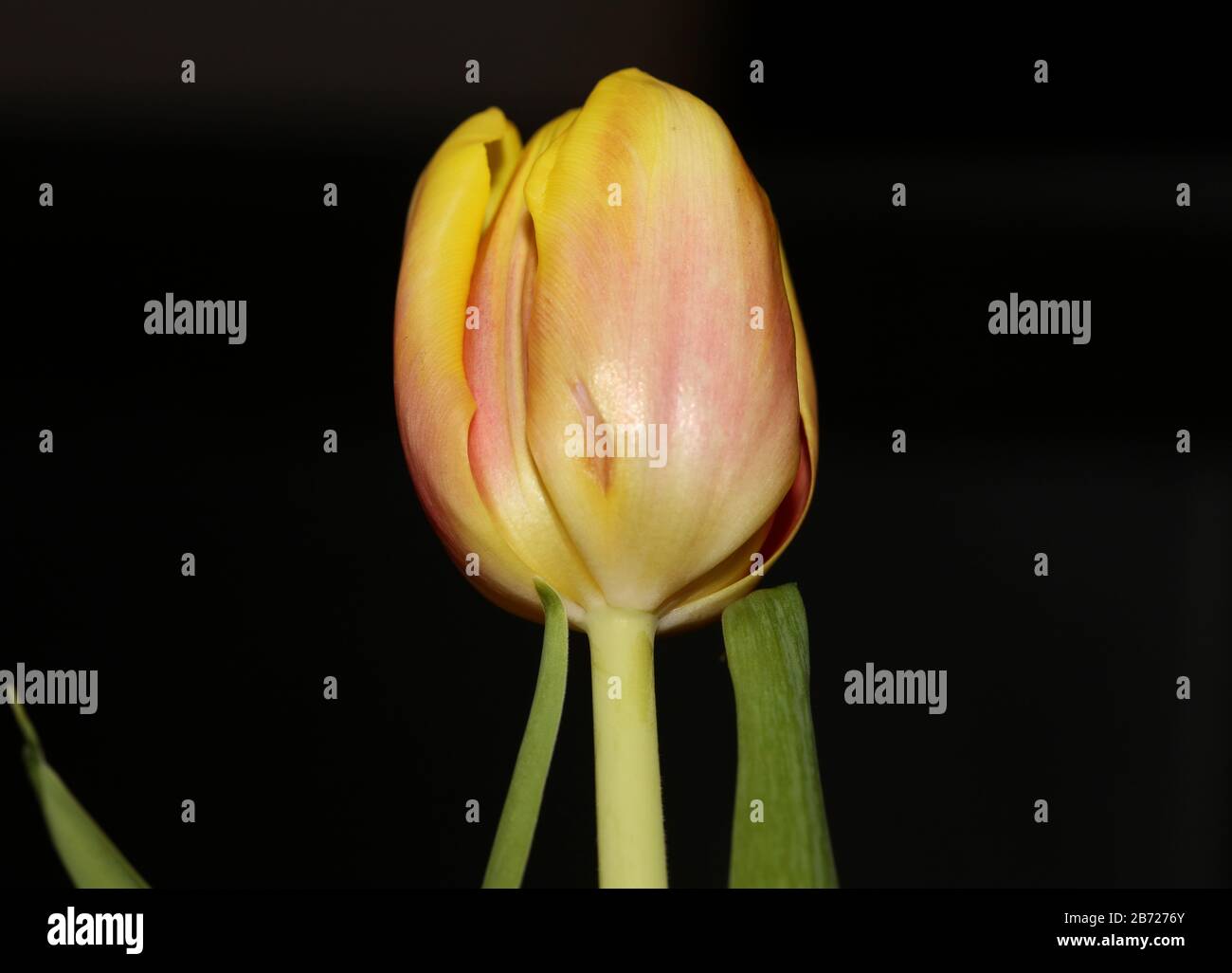 Tulip flower macro background high quality tulipa aximensis family ...