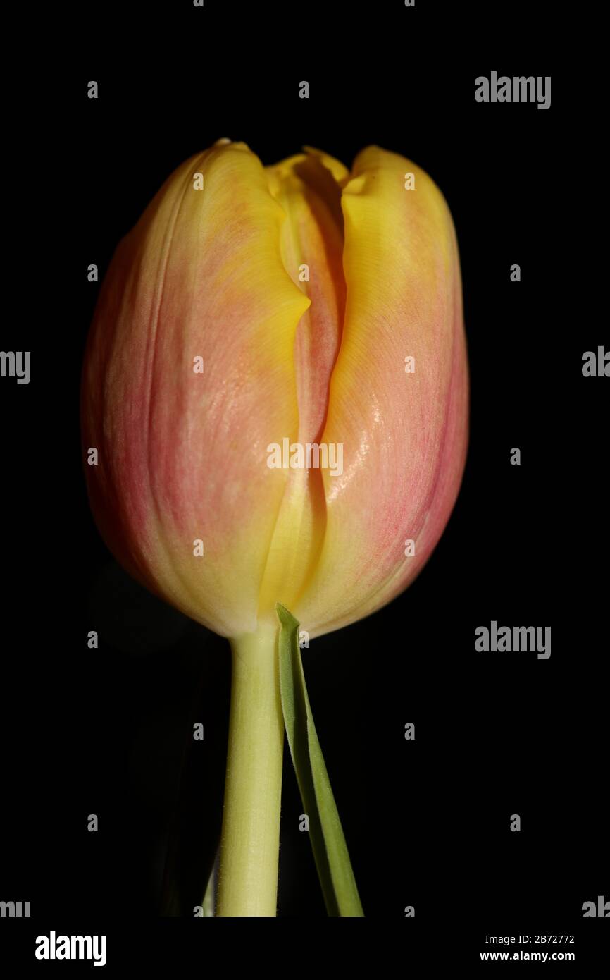 Tulip flower macro background high quality tulipa aximensis family ...