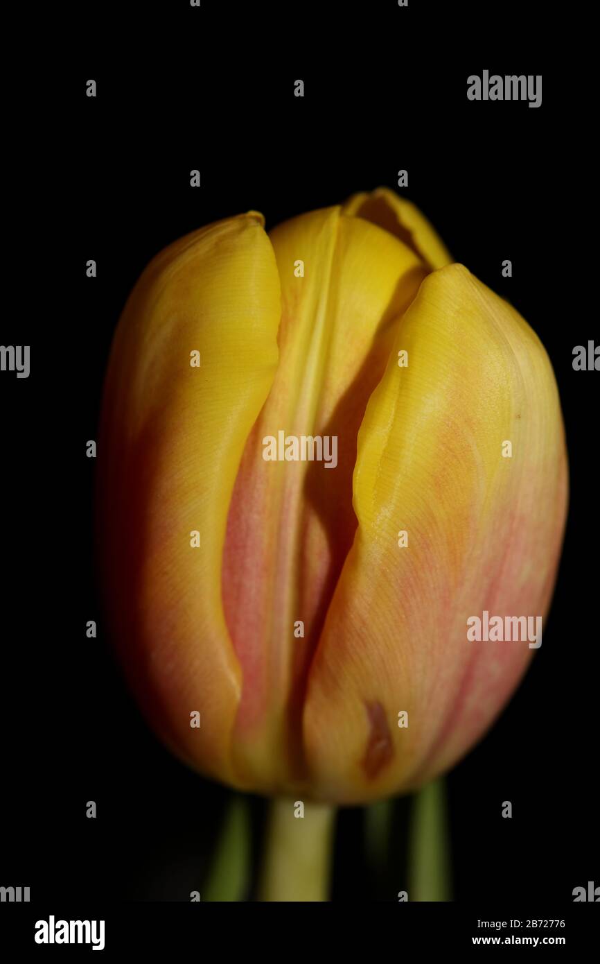 Tulip flower macro background high quality tulipa aximensis family ...