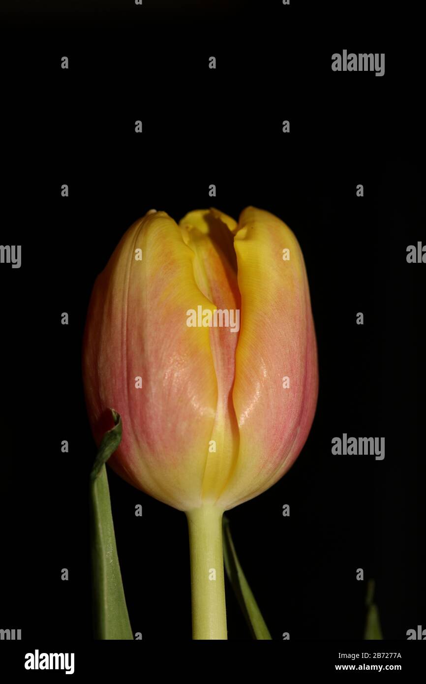 Tulip flower macro background high quality tulipa aximensis family ...
