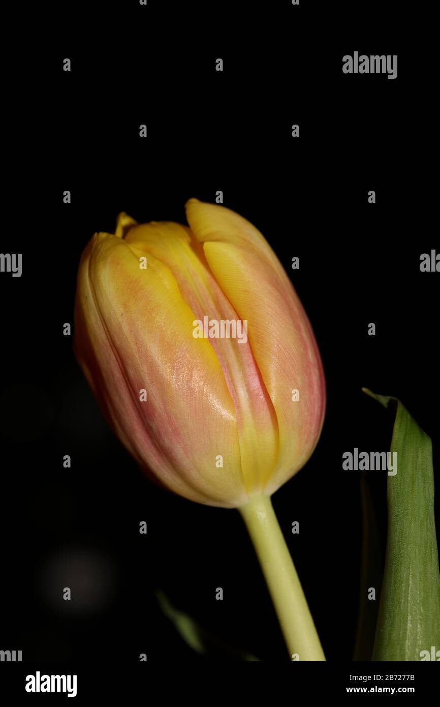 Tulip flower macro background high quality tulipa aximensis family ...