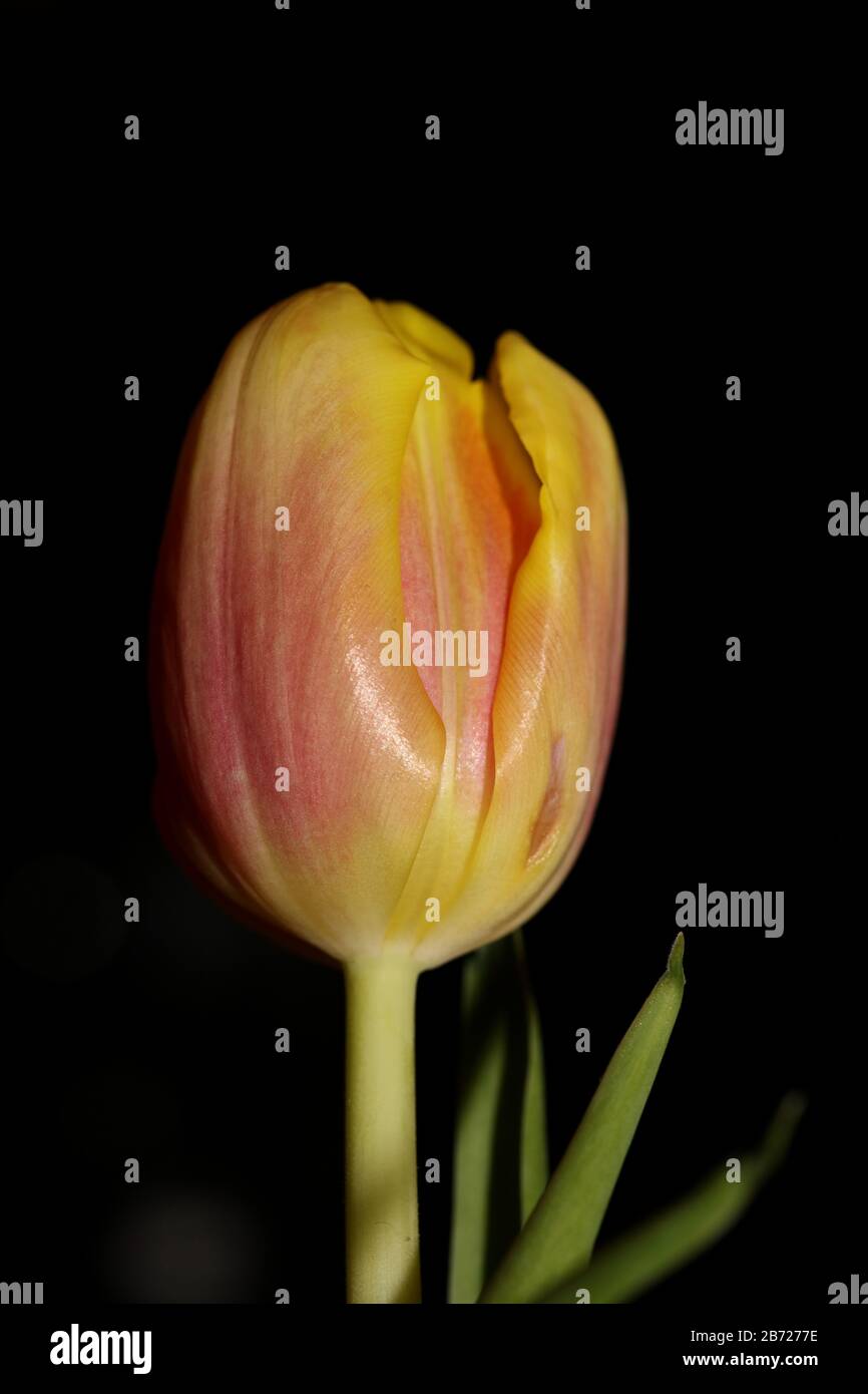 Tulip flower macro background high quality tulipa aximensis family ...