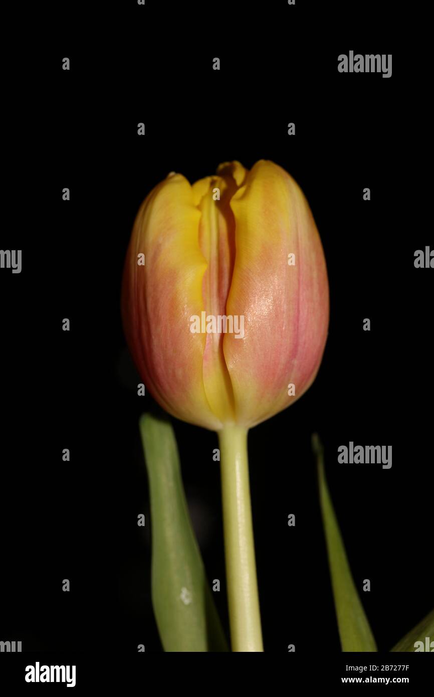 Tulip aximensis hi-res stock photography and images - Alamy