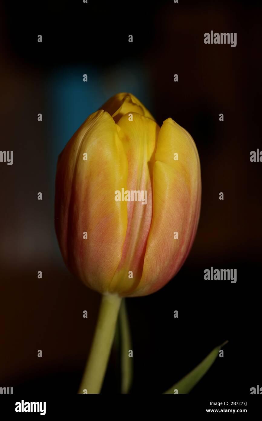 Tulip flower macro background high quality tulipa aximensis family ...