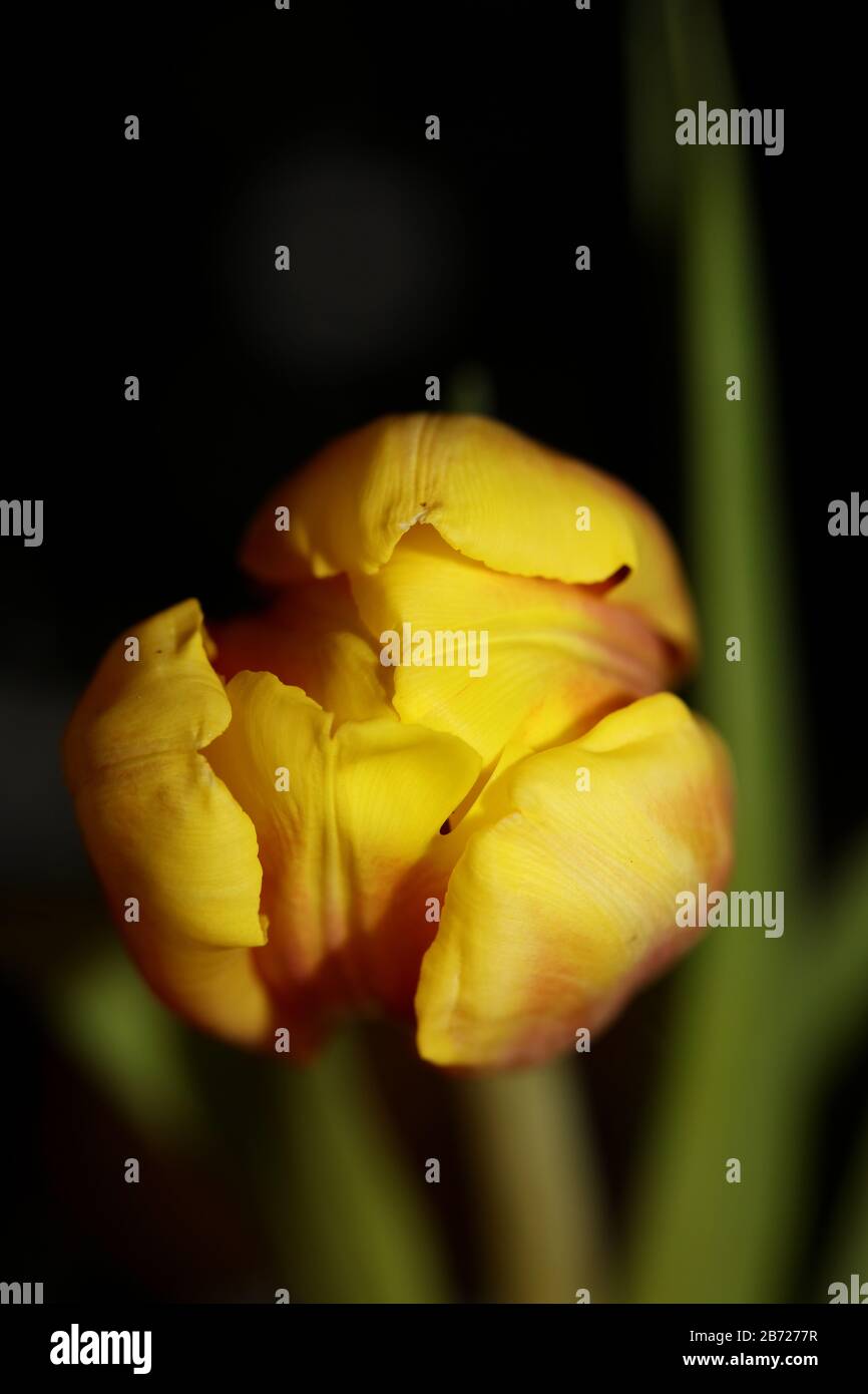 Tulip flower macro background high quality tulipa aximensis family ...