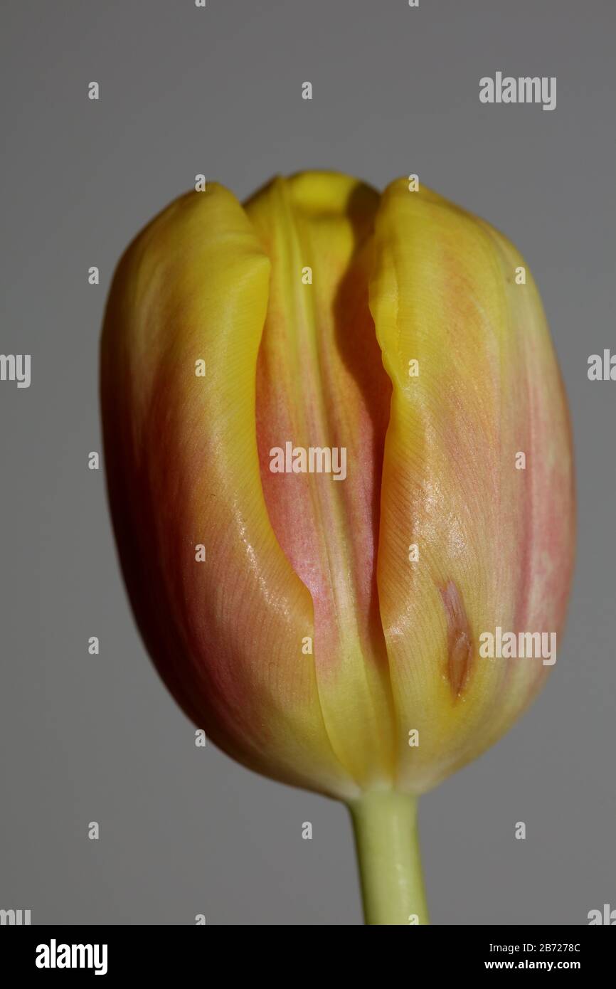 Tulip flower macro background high quality tulipa aximensis family ...