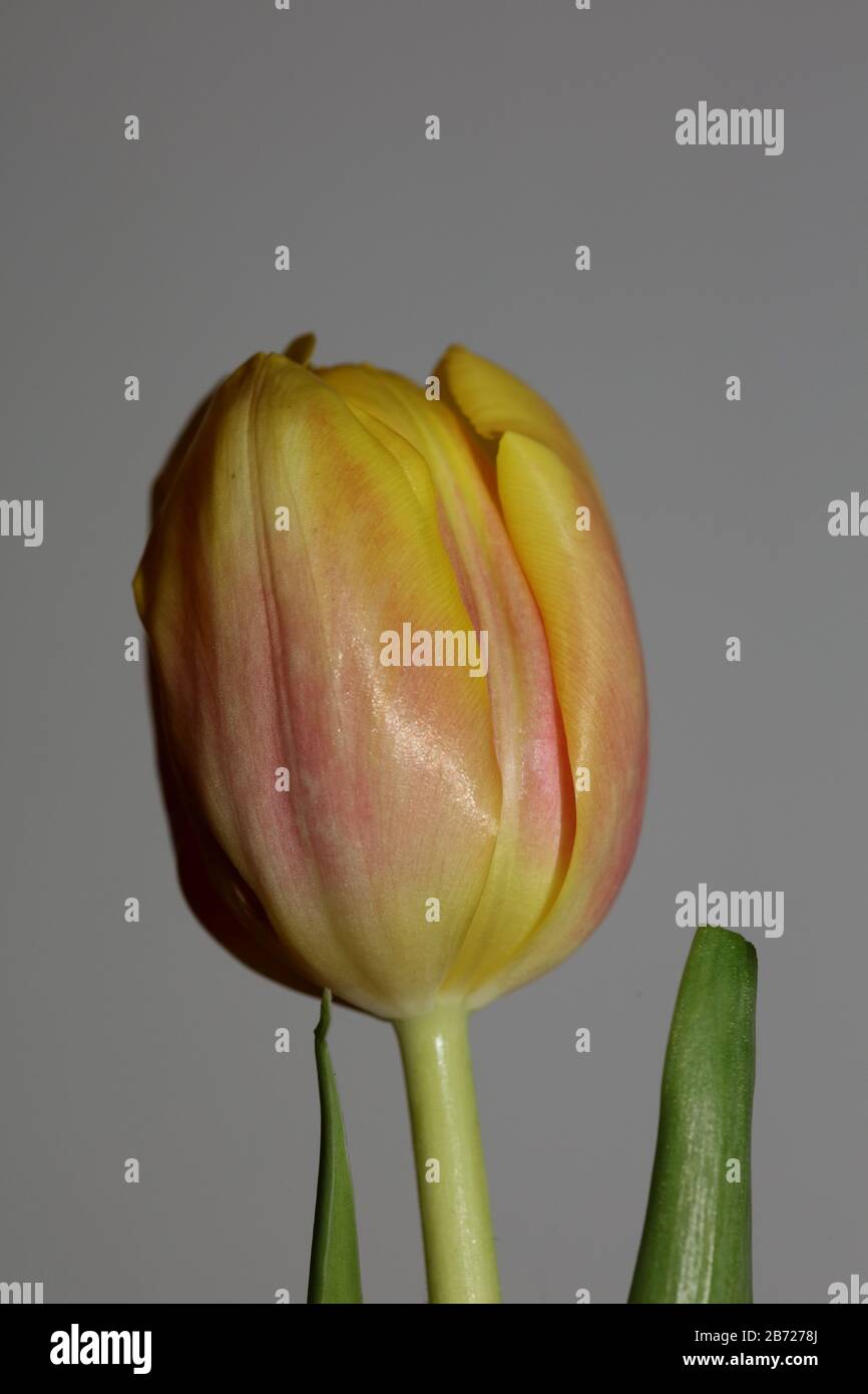 Tulip flower macro background high quality tulipa aximensis family ...
