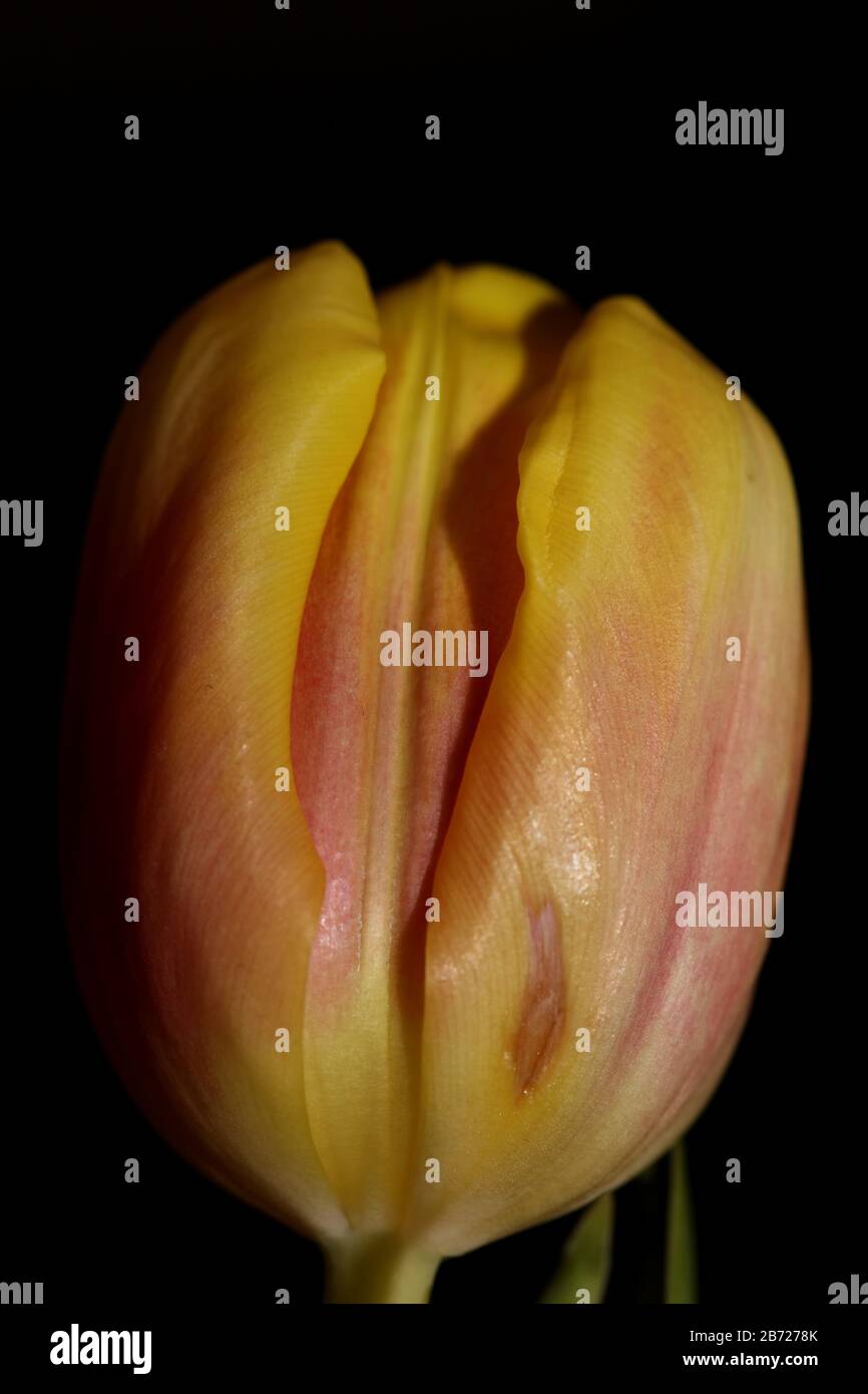 Tulip flower macro background high quality tulipa aximensis family ...