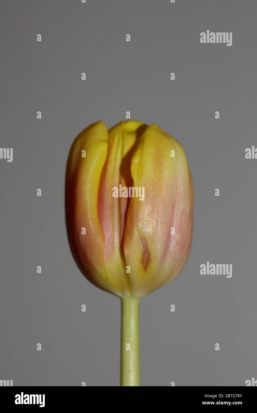 Tulip flower macro background high quality tulipa aximensis family ...
