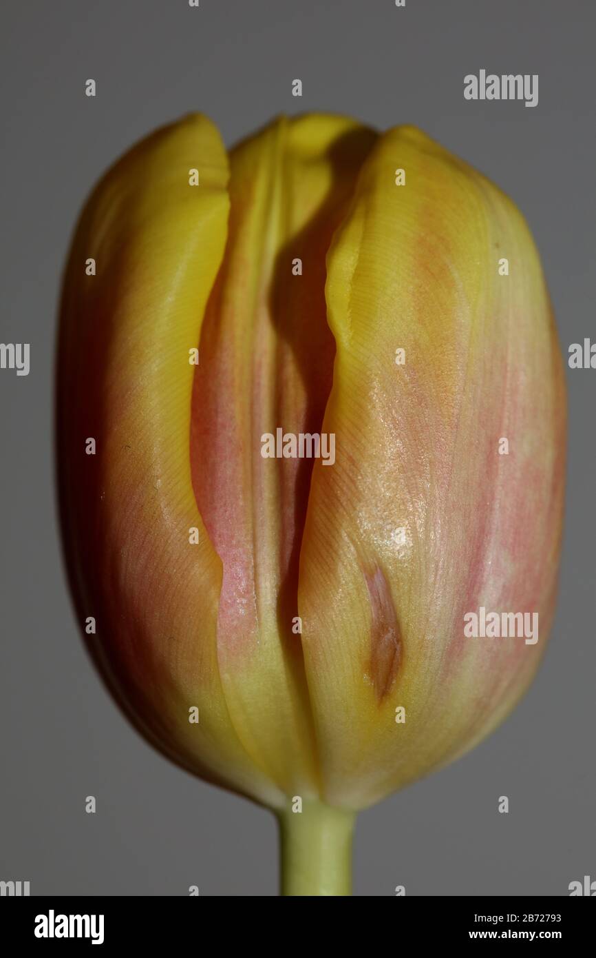 Tulip flower macro background high quality tulipa aximensis family ...