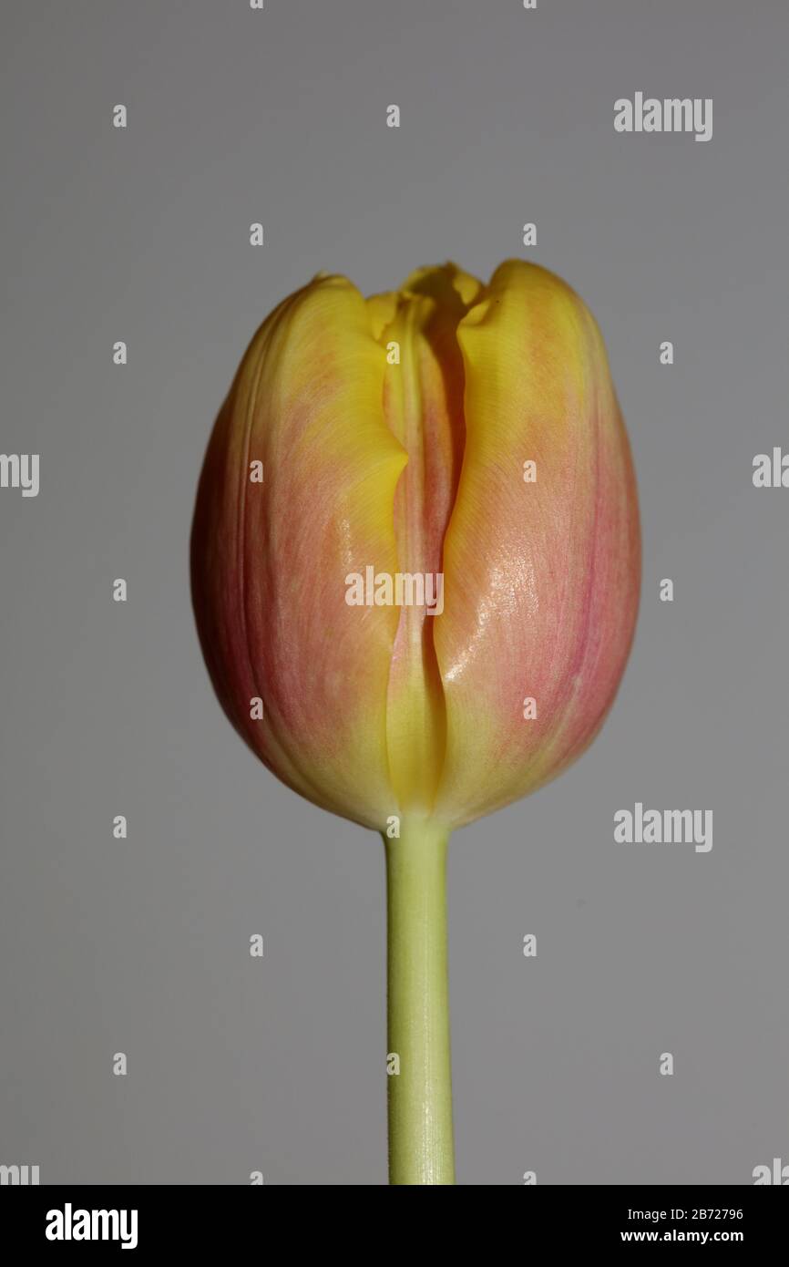 Tulipa aximensis hi-res stock photography and images - Alamy