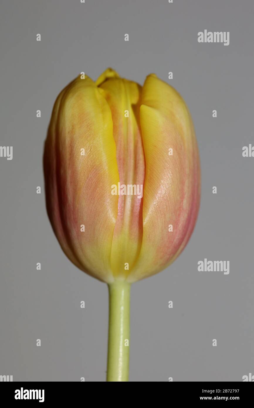 Tulip flower macro background high quality tulipa aximensis family ...